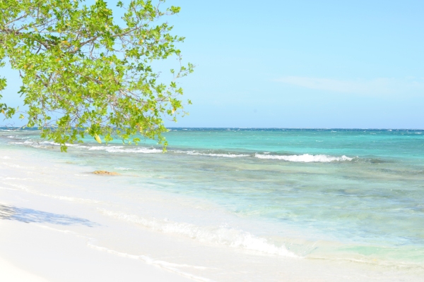 Resort in Jamaica | Princess Senses The Mangrove